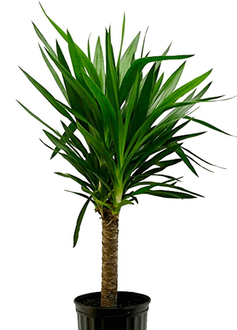 Juka - Jak na pěstování (doma i venku) exotické krásky - Lovely Home